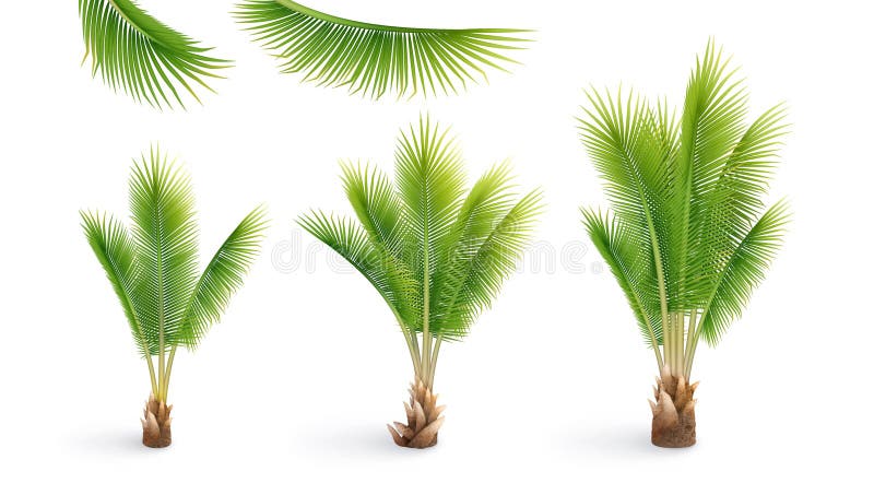 Realistic Palm Tree Composition Set Stock Illustration - Illustration ...