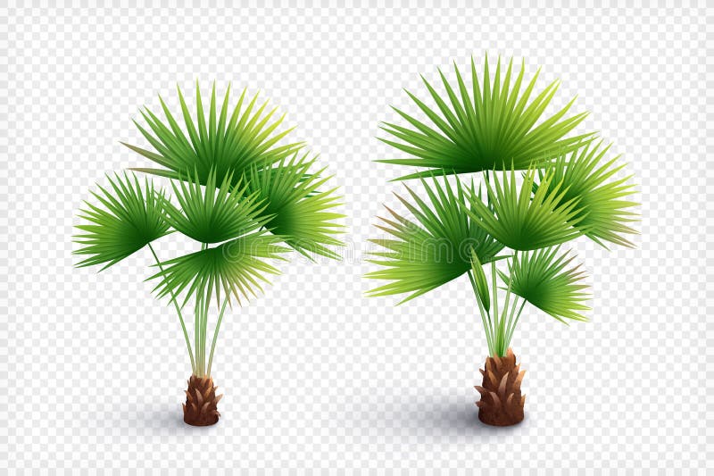 Realistic Palm Tree Composition Set Stock Illustration - Illustration ...