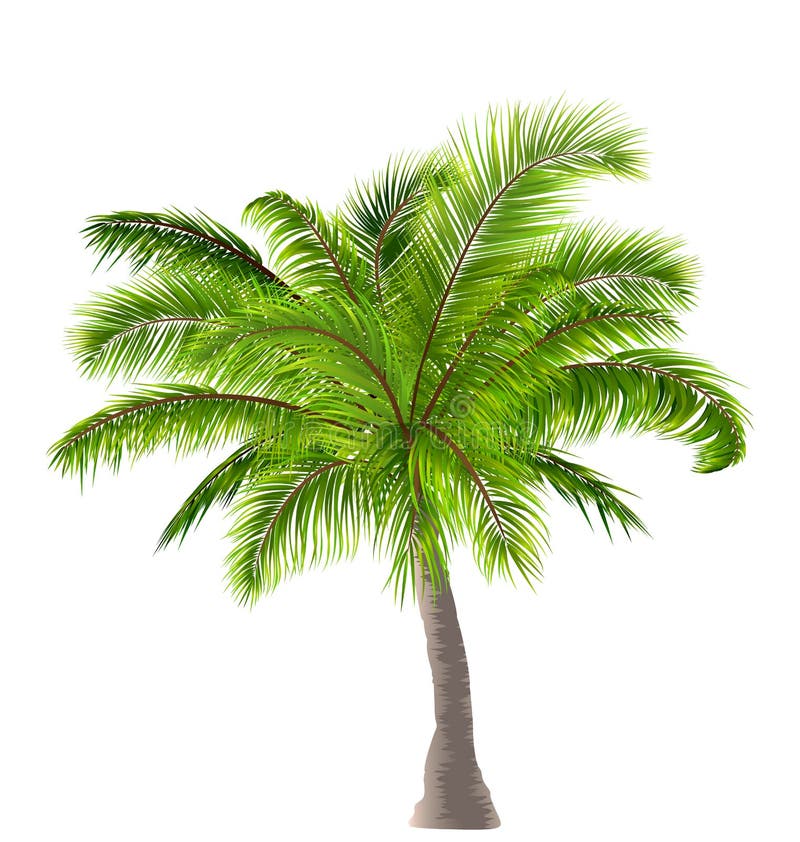 Realistic Palm Tree Isolated on White Background Stock Vector ...
