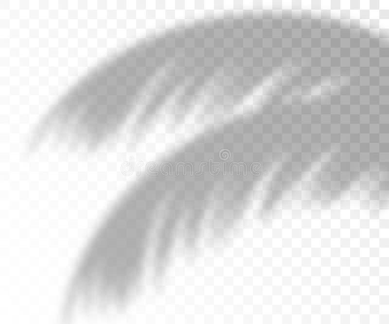 Shade Tree Transparent Background Stock Illustrations – 1,935 Shade ...