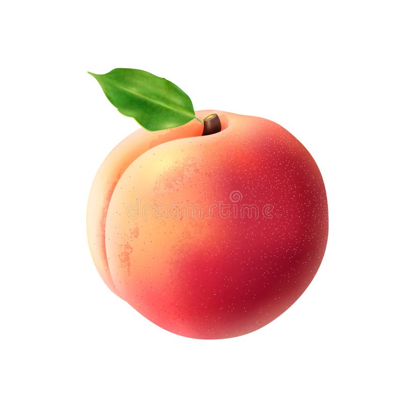 Realistic peach vector stock vector. Illustration of ripe - 199558598