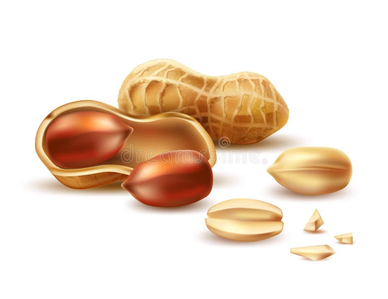 Vector Realistic Peanut in Nutshell, Kernel, Shell Stock Vector ...