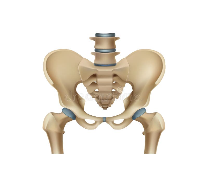 Realistic Pelvis Bones stock vector. Illustration of educational ...