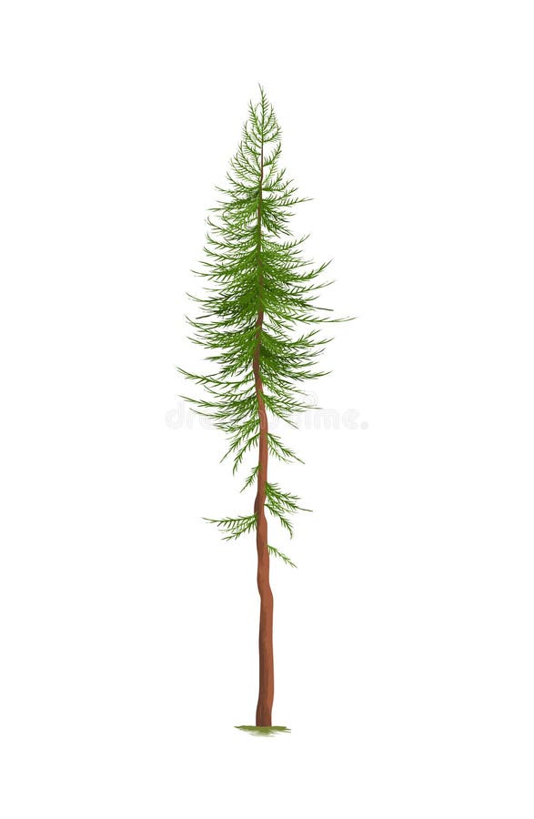 Realistic Pine Tree stock vector. Illustration of grass - 275405213