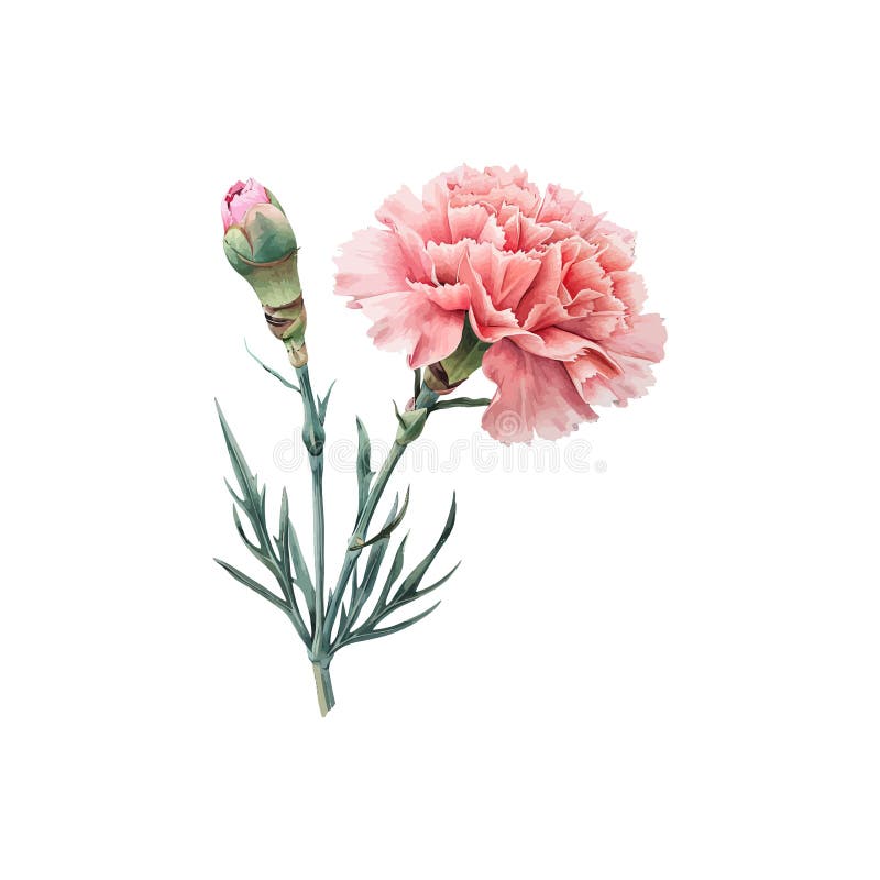 Realistic Pink Carnation with Bud. Vector Illustration Design Stock ...