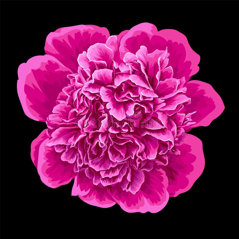 Realistic Pink Robin on a Pink Backdrop with Subtle Shadows. Stock ...