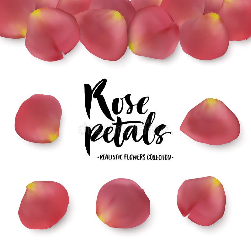 Pink Realistic Rose Petals Set Stock Illustrations – 351 Pink Realistic ...