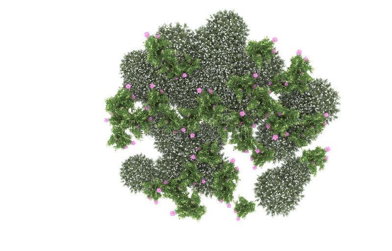 Realistic Plants Isolated on Background. 3d Rendering - Illustration ...