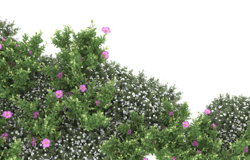 Realistic Plants Isolated on Background. 3d Rendering - Illustration ...