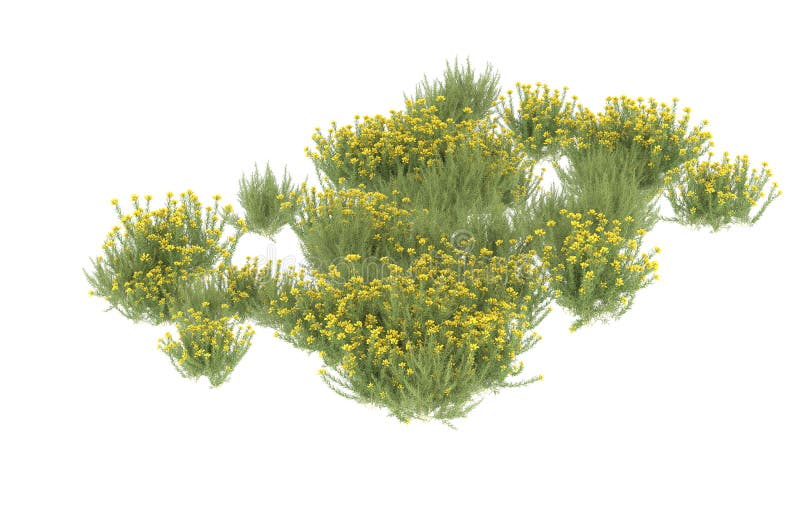 Realistic Plants Isolated on Background. 3d Rendering - Illustration ...