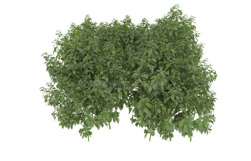 Realistic Plants Isolated on Background. 3d Rendering - Illustration ...