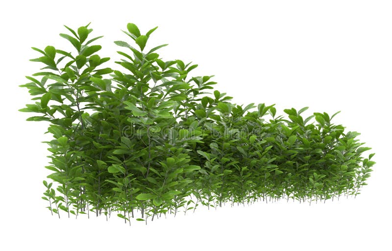 Realistic Plants Isolated on Background. 3d Rendering - Illustration ...
