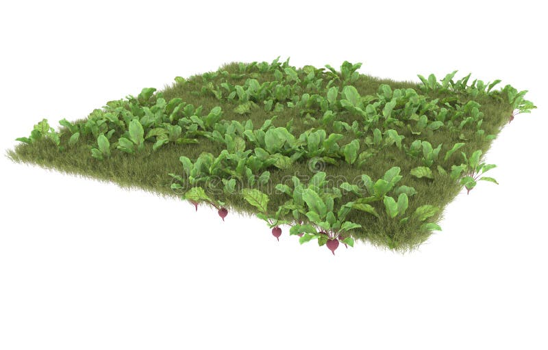Realistic Plants Isolated on Background. 3d Rendering - Illustration ...
