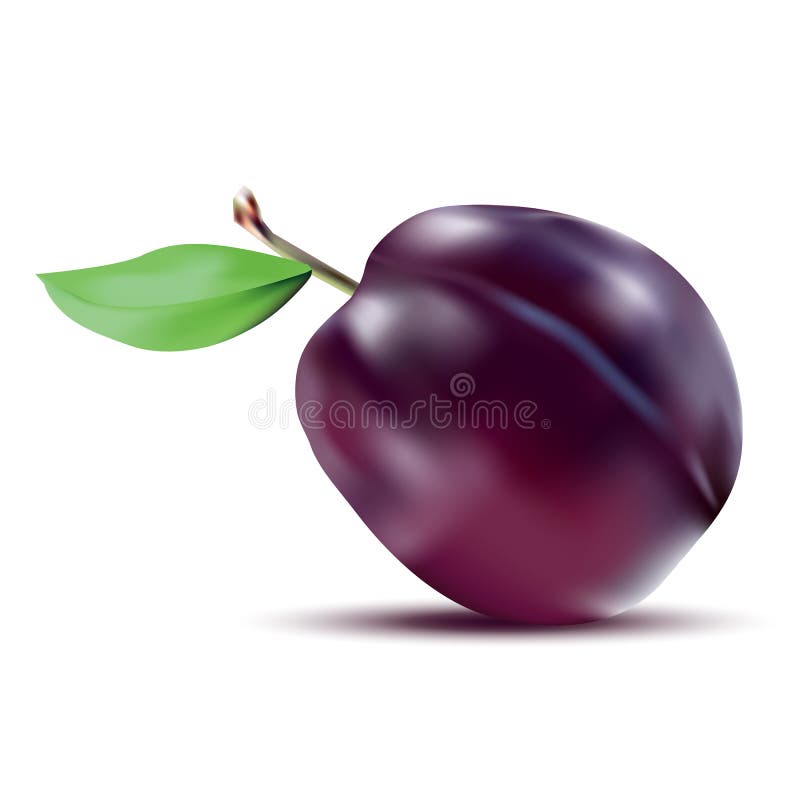 Realistic plum tree branch stock vector. Illustration of delicious ...