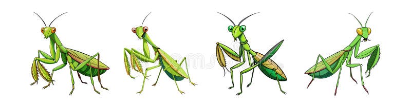 Realistic Praying Mantis Colorful Illustration Stock Vector ...