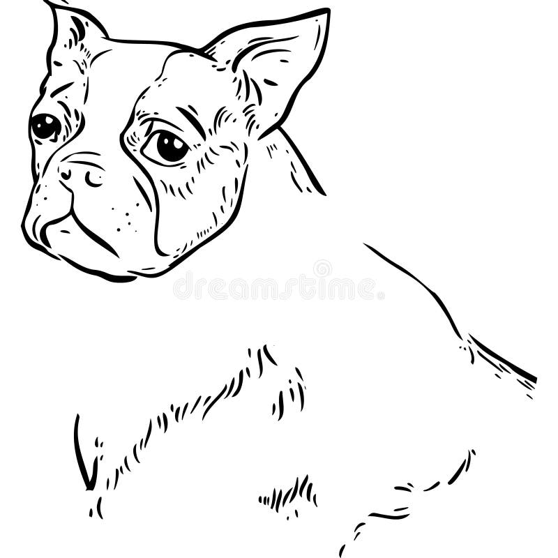 Realistic Purebred Dog Sketch Vector Illustration Stock Vector ...