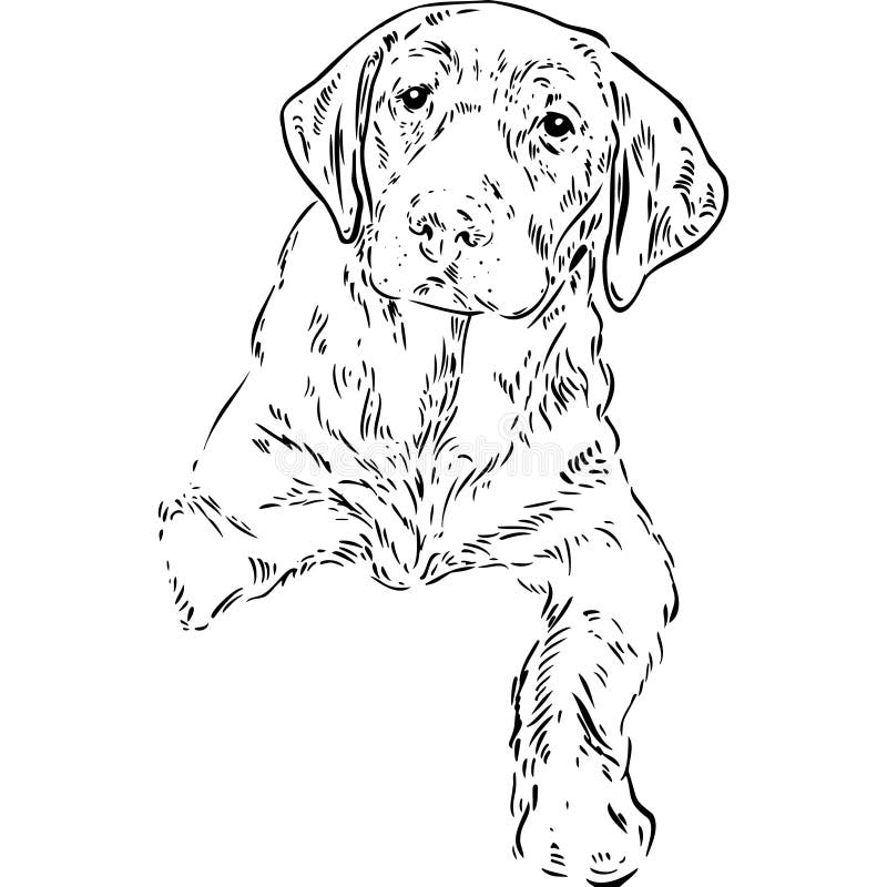 Realistic Purebred Dog Sketch Vector Illustration Stock Vector ...
