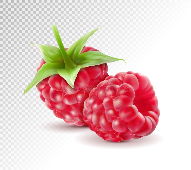 Realistic Raspberry, Fresh Sweet Fruit, Isolated on Transparent ...