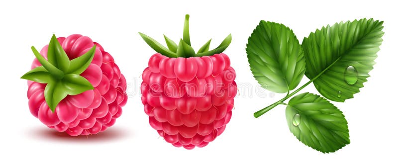Realistic Raspberry Set stock vector. Illustration of organic - 289144908
