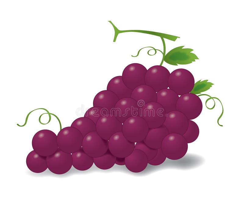 Realistic red grapes stock illustration. Illustration of design - 22135320