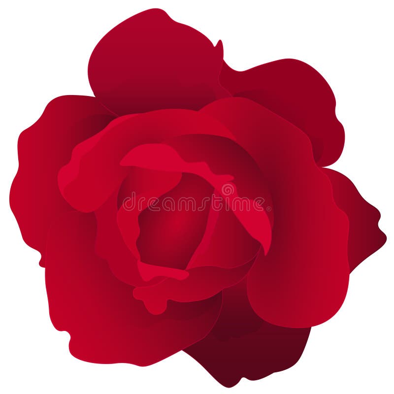 Realistic Red Rose Flower Vector Template Element Stock Vector ...