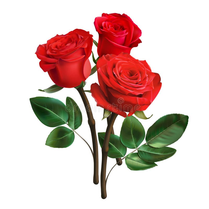 Realistic Roses Stock Illustrations – 9,366 Realistic Roses Stock ...