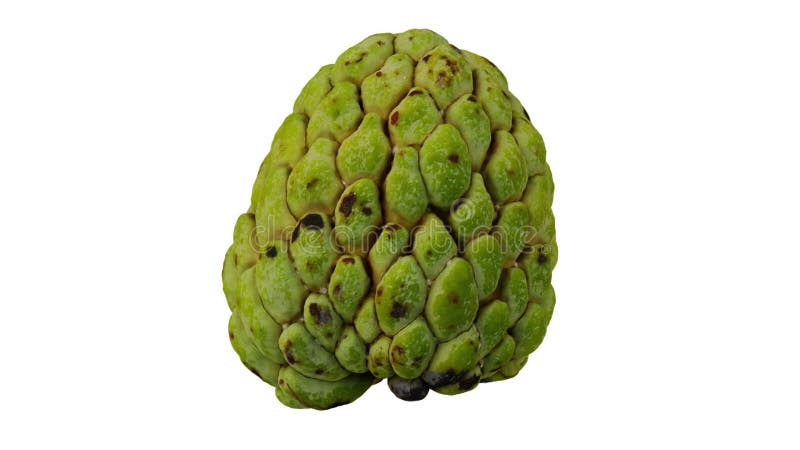 Rotating Sugar-Apple on White Background 01B (Looping) Stock Video ...