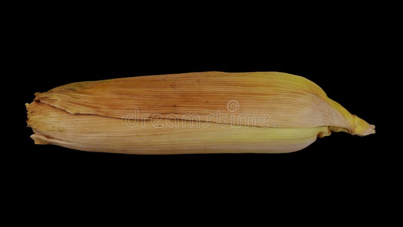 Rotating Corn on the Cob White Background 02A Looping Stock Footage ...