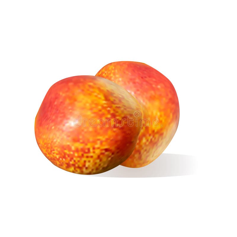 Realistic Ripe Nectarines Fruit on White Background Stock Vector ...