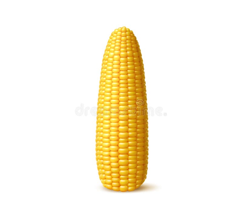 Realistic Ripe Sweet Corn Cob, Vector Yellow Maize Stock Vector ...