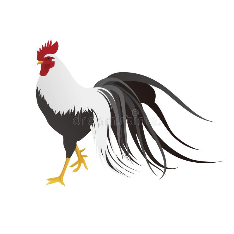 Realistic Rooster Portrait: Pencil Drawing on White Background Stock ...