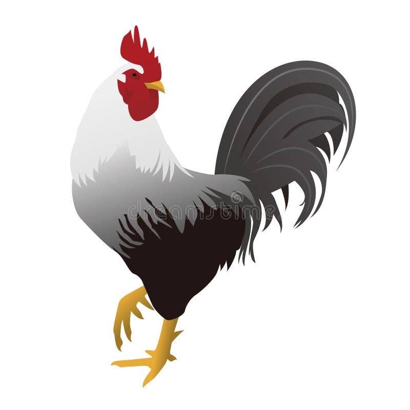 Realistic Rooster Illustration Stock Illustration - Illustration of ...