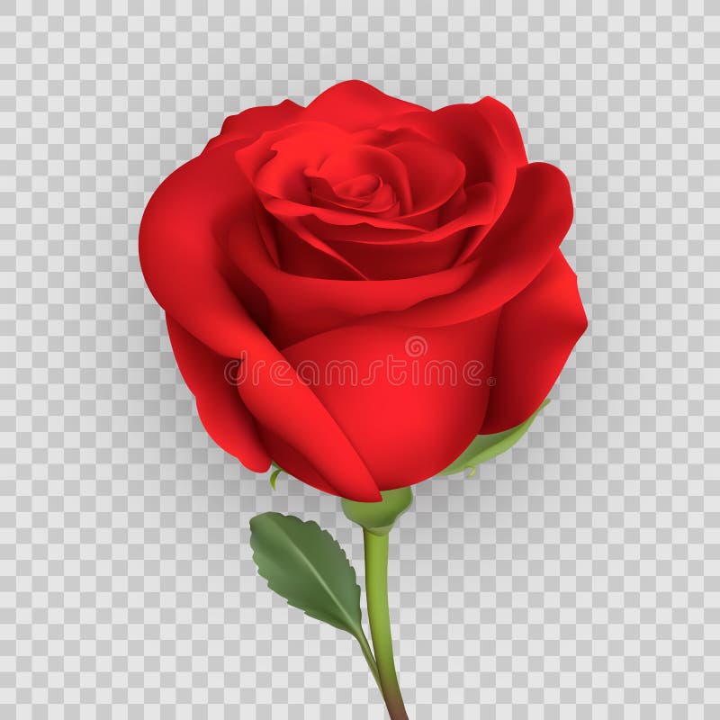 Realistic Rose Design Isolated on Background. Vector Illustration Stock ...