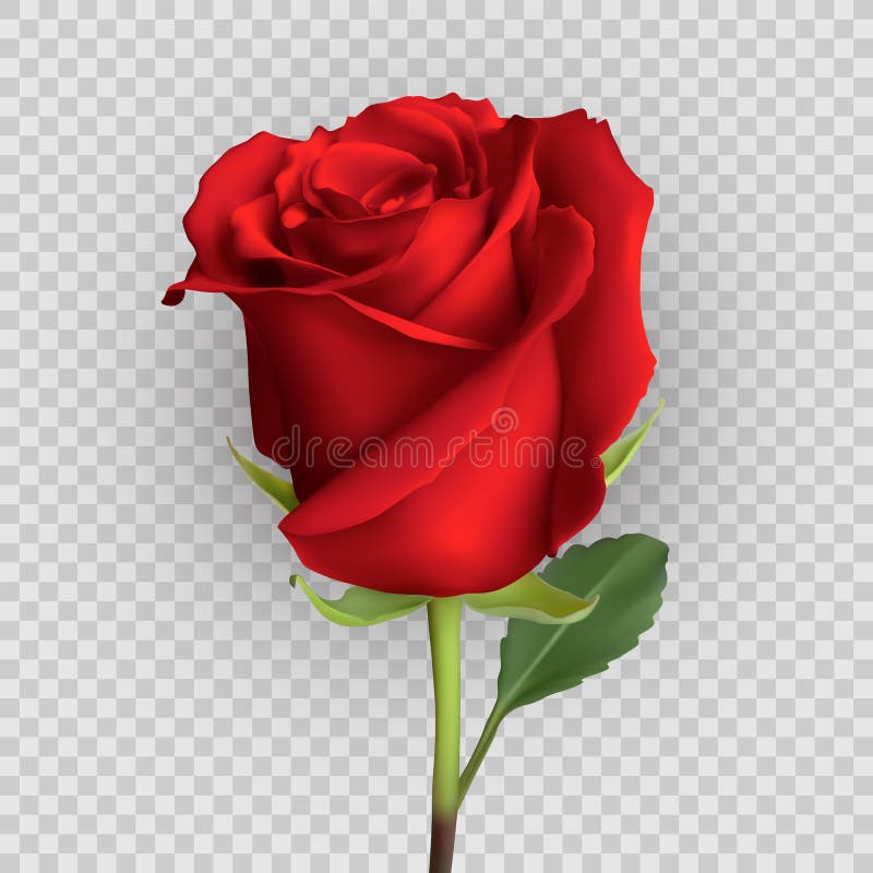 Realistic Rose Design Isolated on Background. Vector Illustration Stock ...