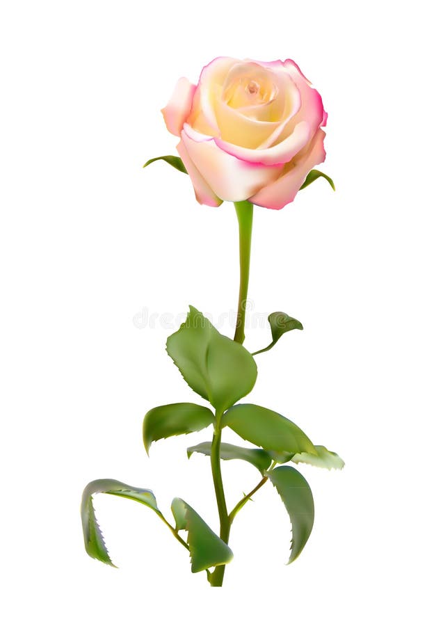 Realistic Rose High Quality Vector Illustration Stock Vector ...