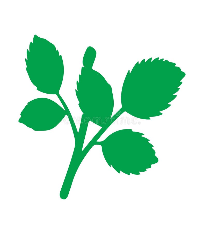 Realistic with Rose Leaves Vector Image Stock Vector - Illustration of ...