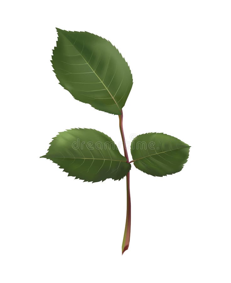 Realistic Rose Leaves stock vector. Illustration of clipart - 254381420