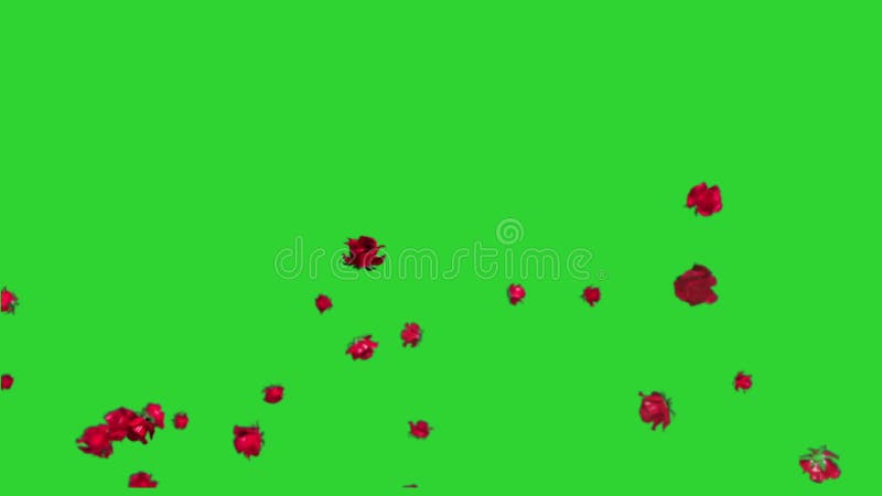 Rose Petals Falling on Green Screen Stock Footage - Video of background ...