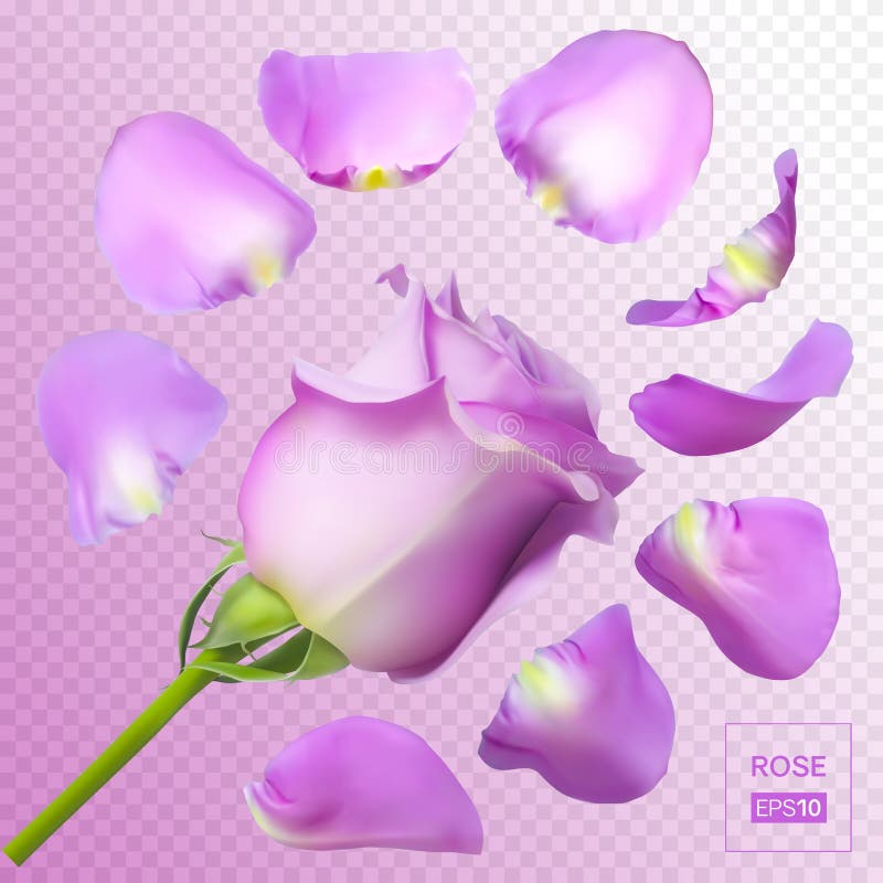 Realistic Rose Petals. Vector Illustration with Mesh Gradients Stock ...