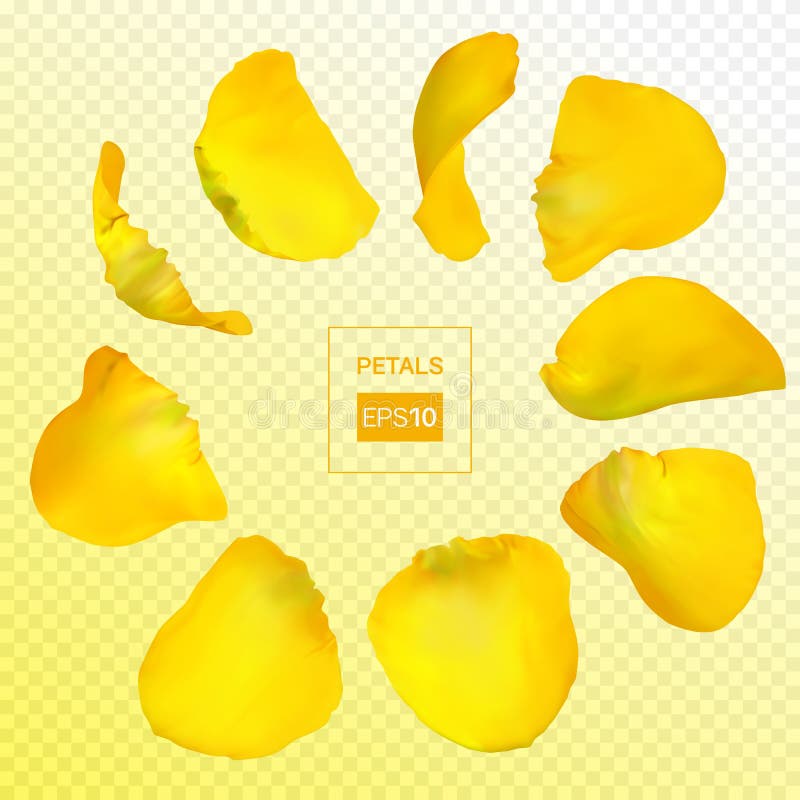 Realistic Rose Petals. Vector Illustration with Mesh Gradients Stock ...