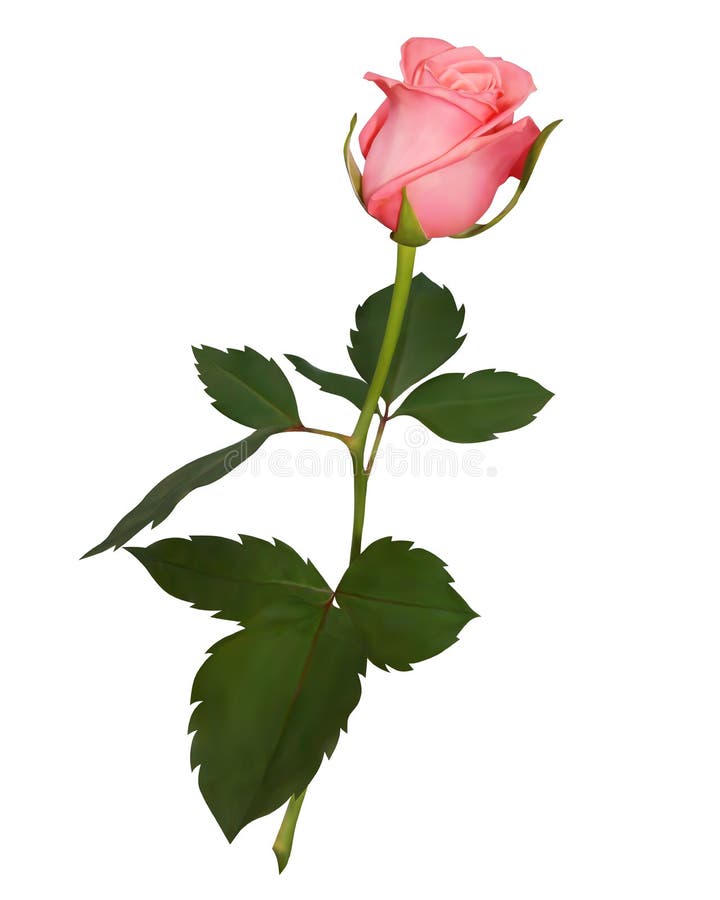 Realistic Rose, Vector Illustration Stock Vector - Illustration of ...