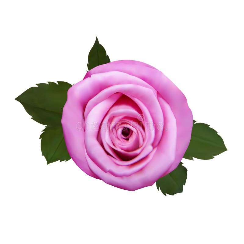 Realistic Rose, Vector Illustration Stock Vector - Illustration of ...