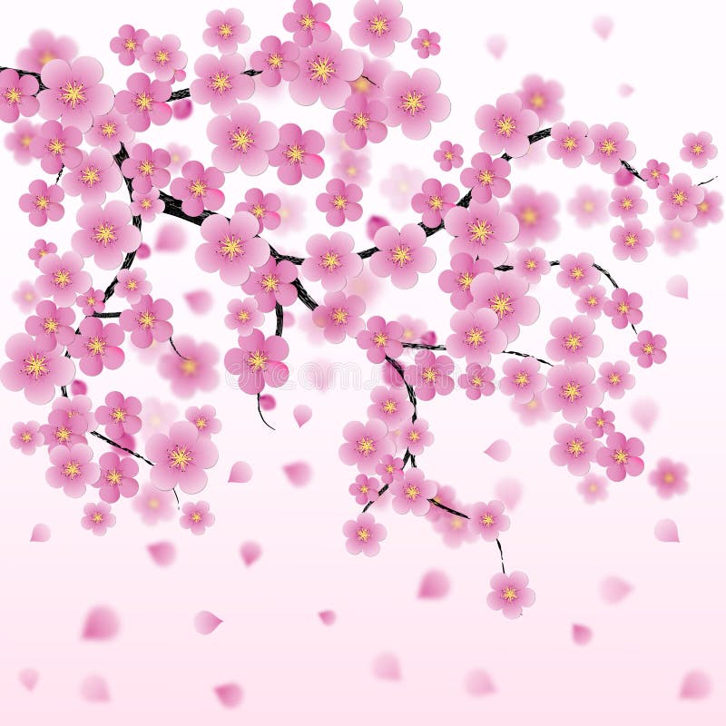 Realistic Sakura Japan Cherry Stock Vector - Illustration of beautiful ...