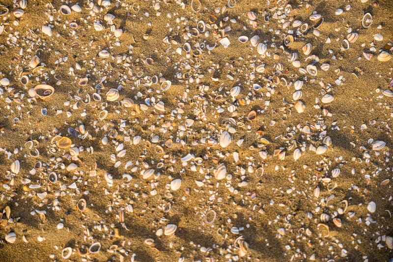 Realistic Sea Shells on a Beach. Texture Concept Stock Image - Image of ...
