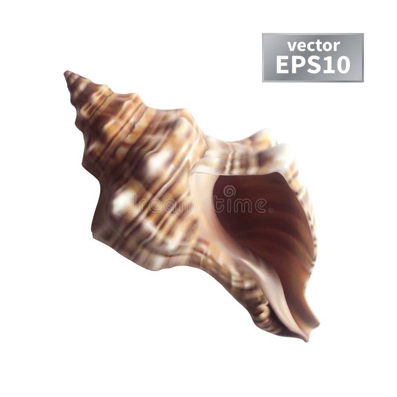 Realistic seashell stock vector. Illustration of spiral - 94522749