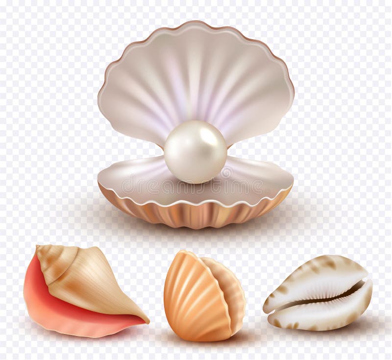 Open Seashells. Luxury Pearls and Marine Objects from Sea or Ocean ...