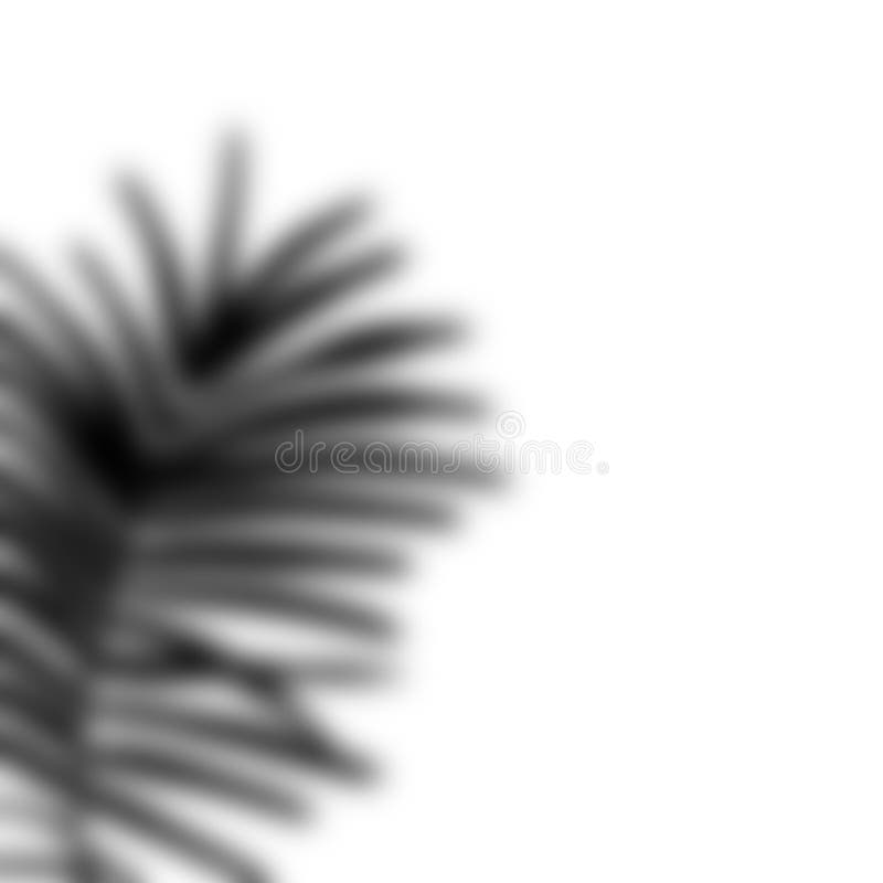 Realistic Shadow from a Palm Tree. Black Shadow from the Leaves of the ...
