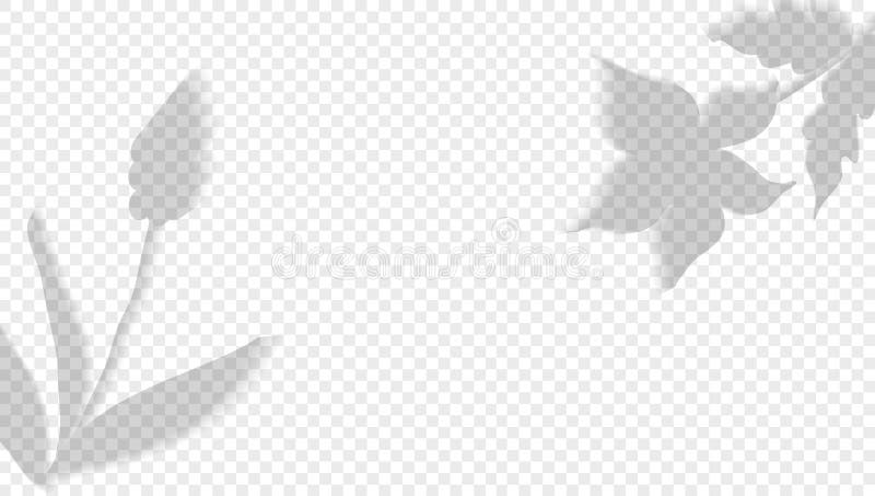 Realistic Shadow Plant on a Transparent Background Stock Illustration ...