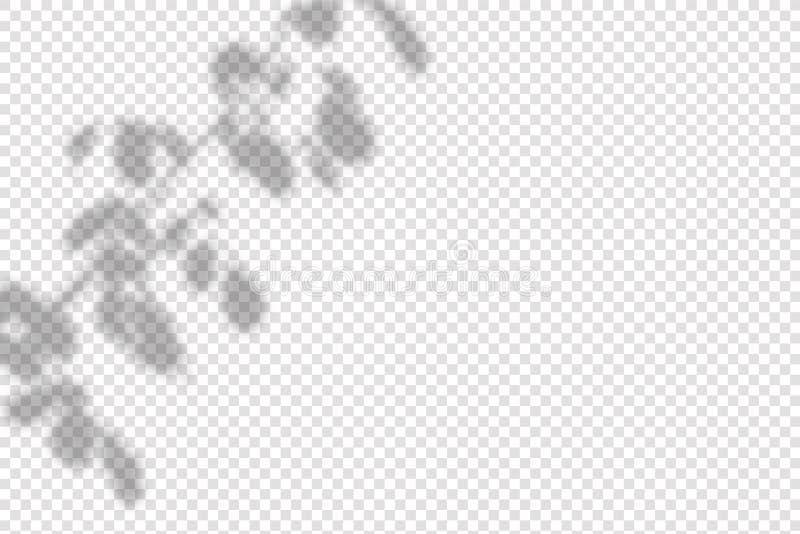 Realistic Shadow Tropical Leaves and Branches on Transparent Checkered ...