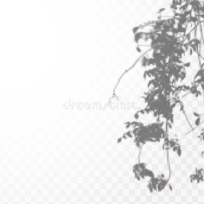 Realistic Shadow Tropical Leaves and Branches on Transparent Checkered ...